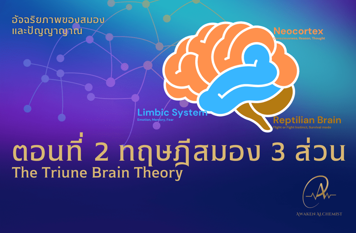 อัจฉริยภาพของสมอง และปัญญาญาณ ตอนที่ 2 ทฤษฎีสมอง 3 ส่วน (The Triune ...
